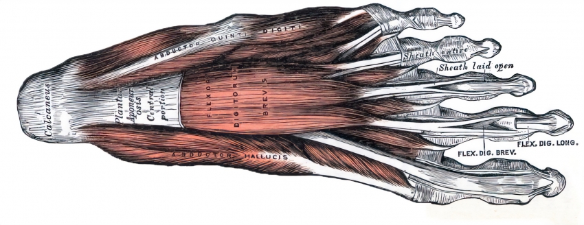 Muscles of the sole of the foot human anatomy - Classroom Clip Art
