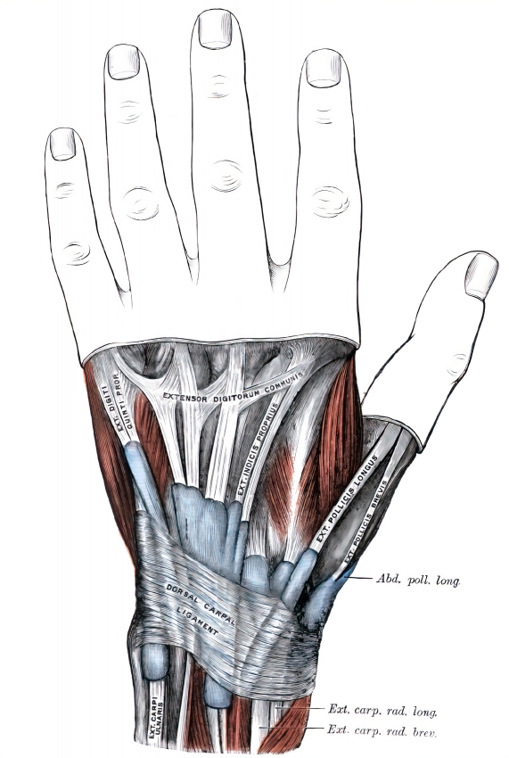 muscous sheaths of tendons on front of wrist and digits human an ...