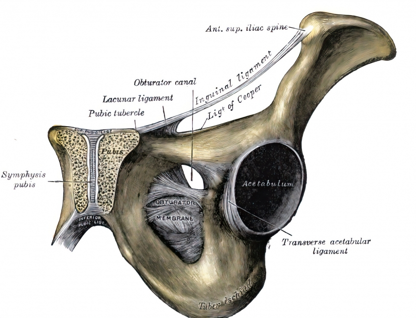muscles-of-the-gluteal-and-posterior-femoral-region-human-anatomy ...