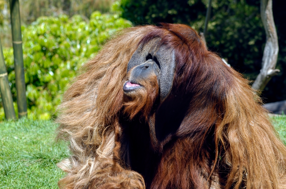 orangutan and humans share 97 percent same DNA - Classroom Clip Art