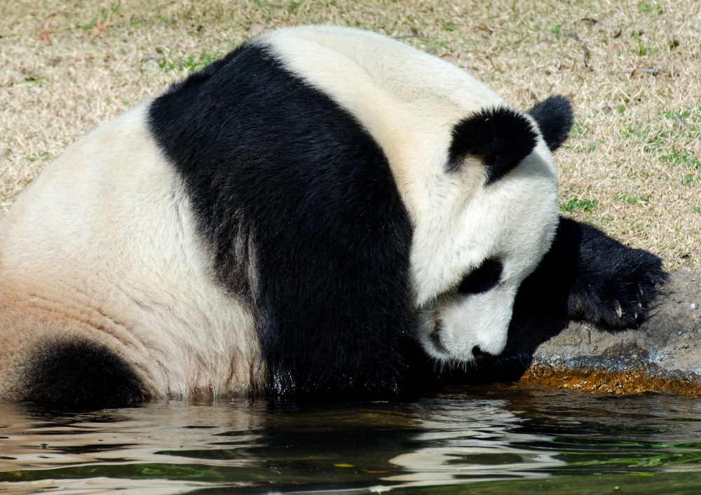 panda bear cooling off in water - Classroom Clip Art