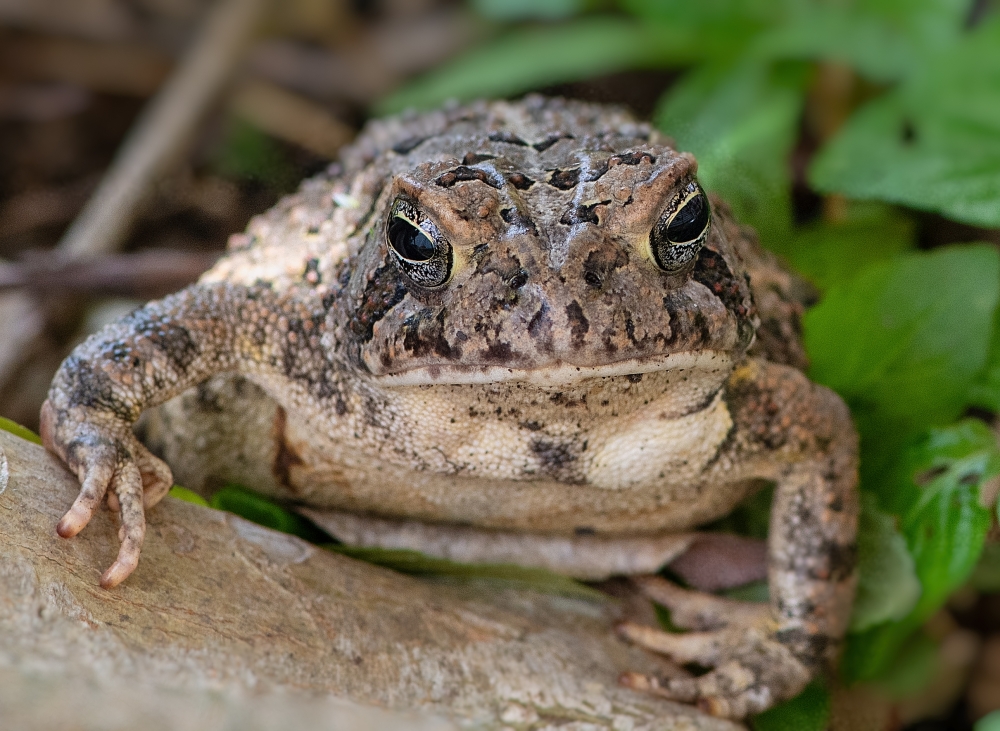 photo closeup a toad front view - Classroom Clip Art