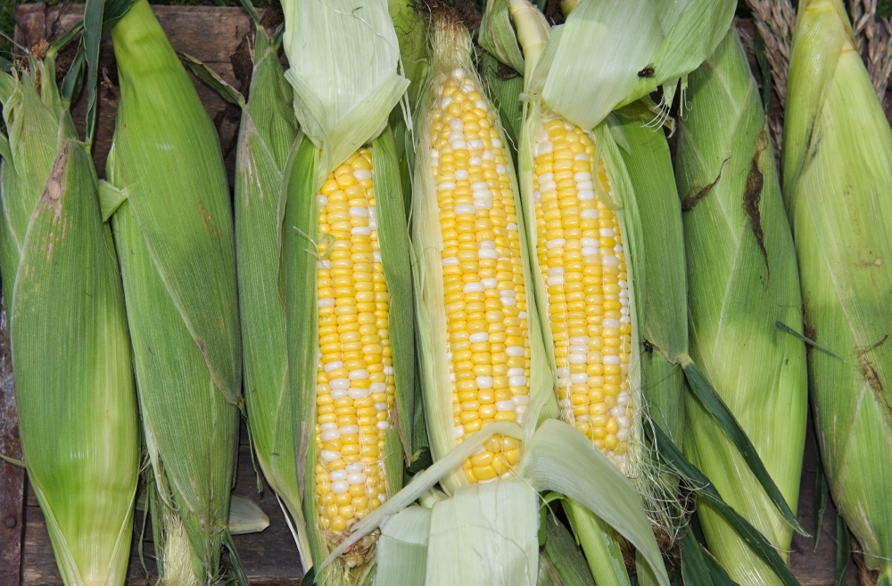 photo freshly picked corn from farm 252 - Classroom Clip Art