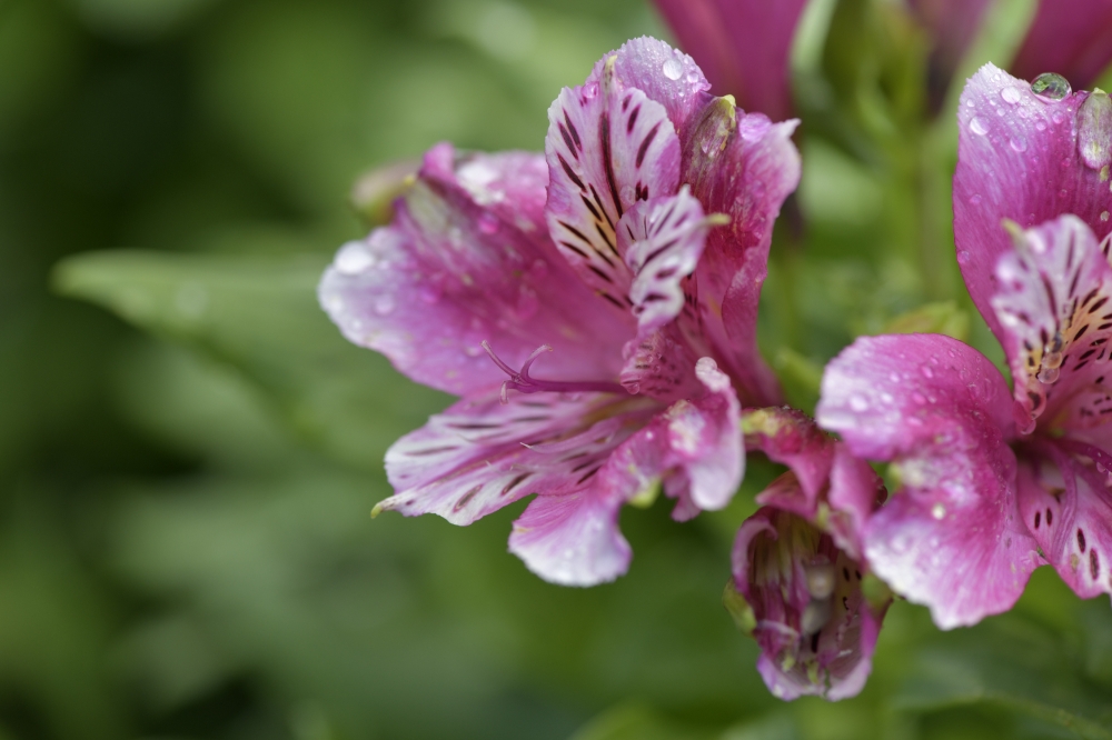 pink alstroemeria or peruvian lilly flowering plant 1848 - Classroom ...