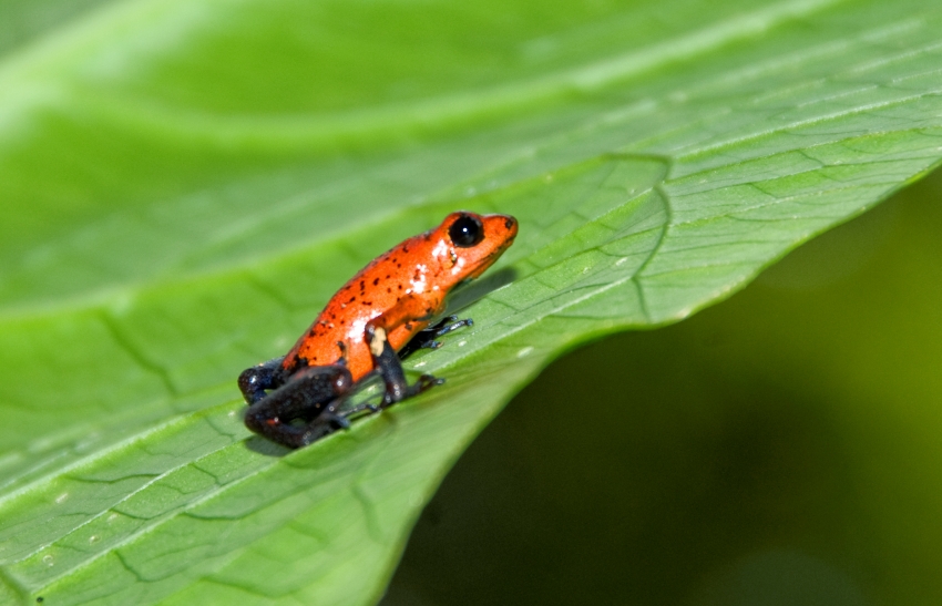 Poison Dart Tree Frog On Leaf Costa Rica - Classroom Clip Art