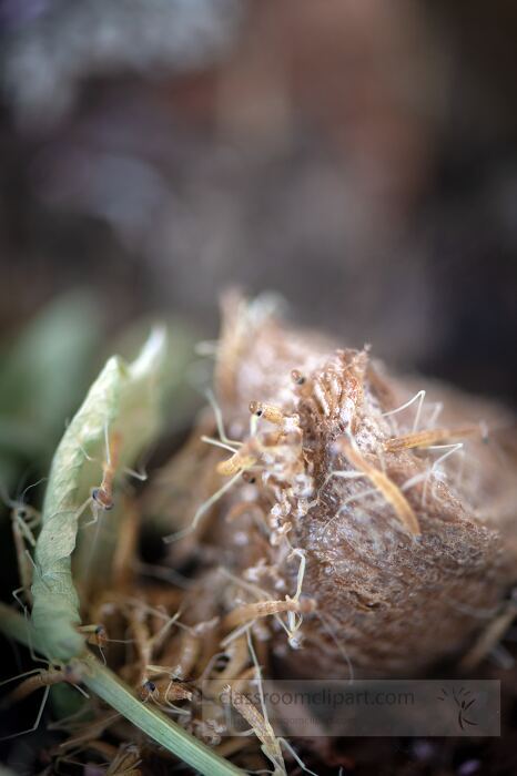 Insect Photos - Praying Mantis Nymph hatching