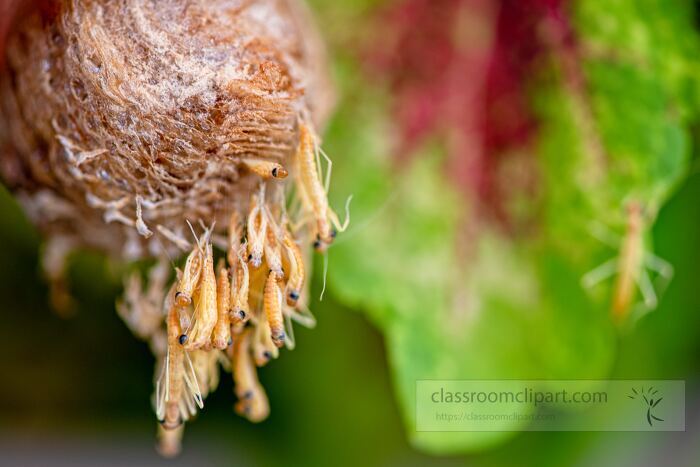 Insect Photos - praying mantis nymphs hatching from ootheca