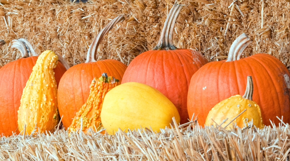 pumpkins lined up on hay - Classroom Clipart