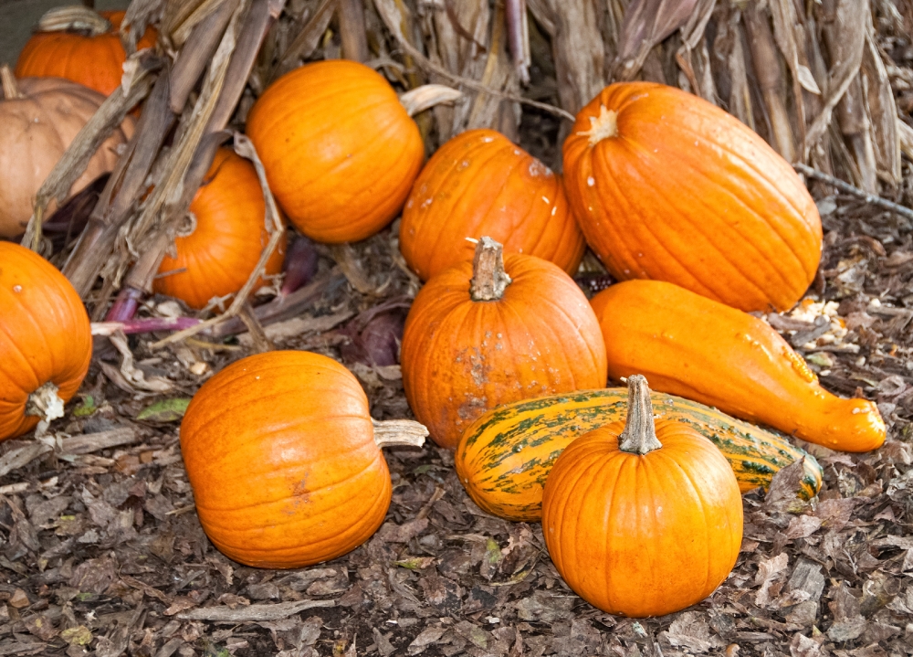 Fall-pumpkins near corn stalks