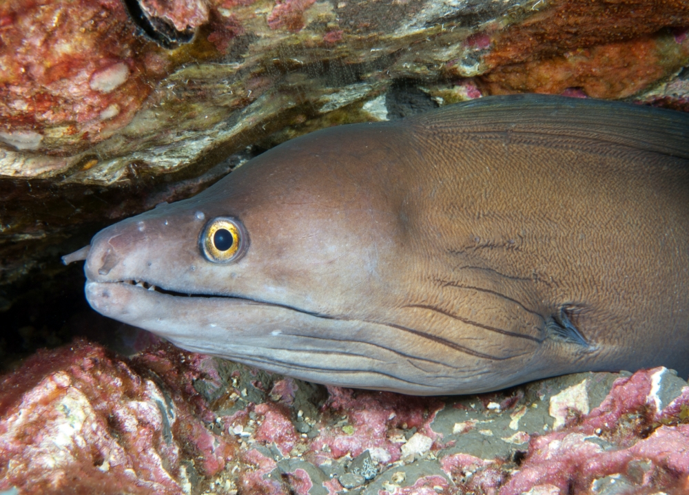 purple mouth moray eel - Classroom Clip Art