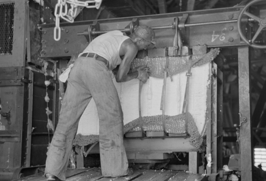 Putting steel straps in place to hold pressed cotton after press ...