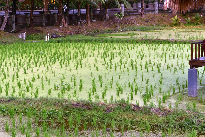 Rice Paddies Langkawi Malaysia - Classroom Clip Art