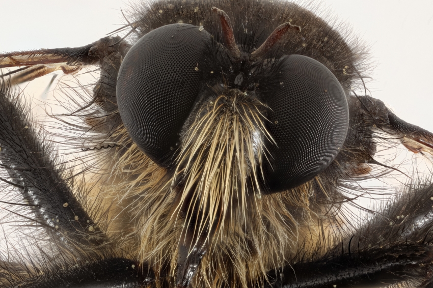 Robber fly - Classroom Clip Art