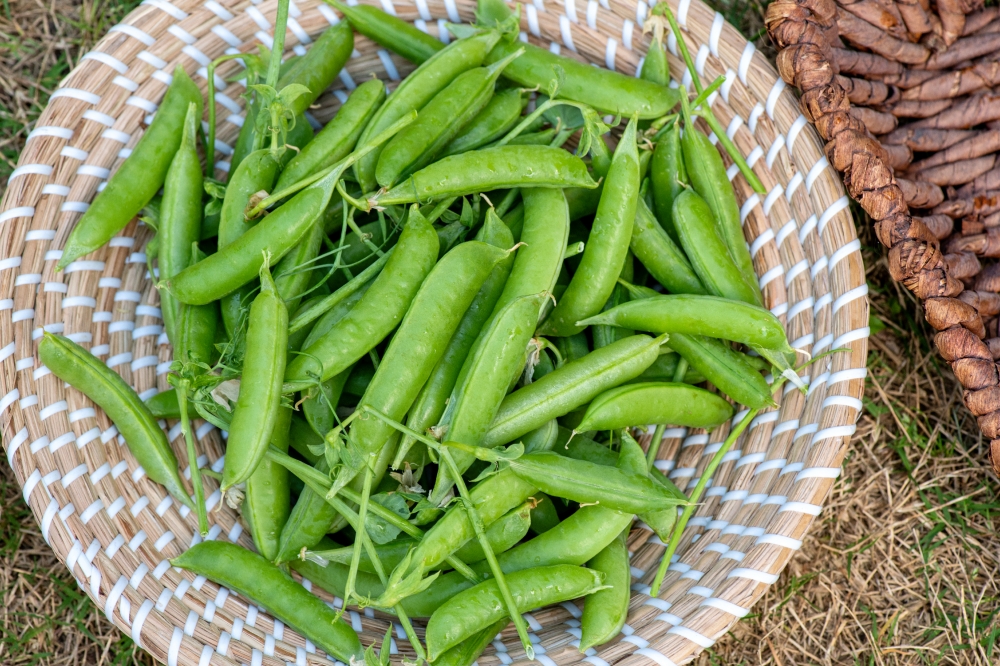 shot of ripe pea pods_0299 - Classroom Clip Art