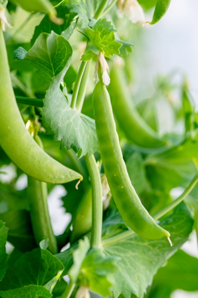 shot of ripe pea pods hanging in garden - Classroom Clip Art