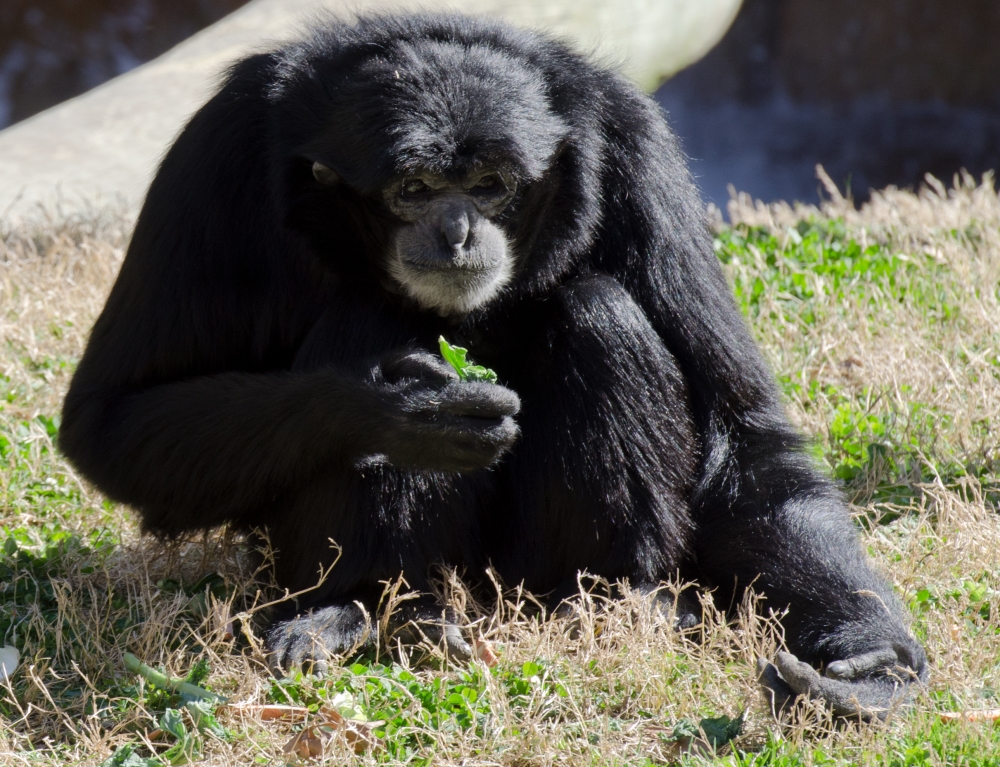 siamang eating 6486 - Classroom Clip Art