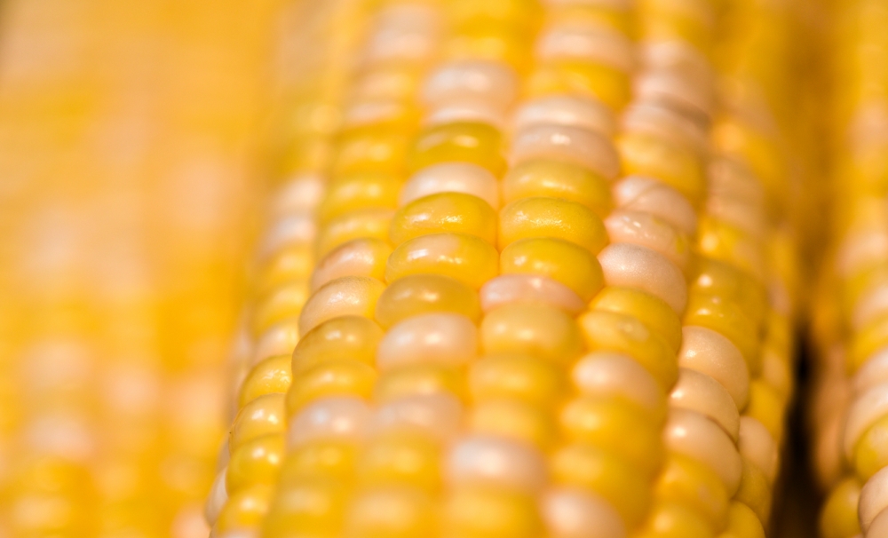 single closeup corn on cobbb - Classroom Clip Art