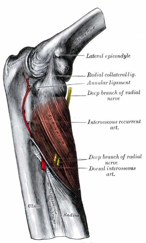 muscles of the front leg human anatomy - Classroom Clip Art