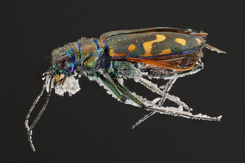 Tellowstone white tiger beetle (side view) - Cicindela haemorrha ...