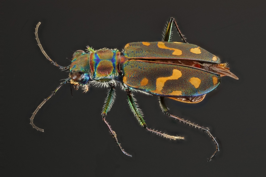 Tellowstone white tiger beetle (side view) - Cicindela haemorrha ...