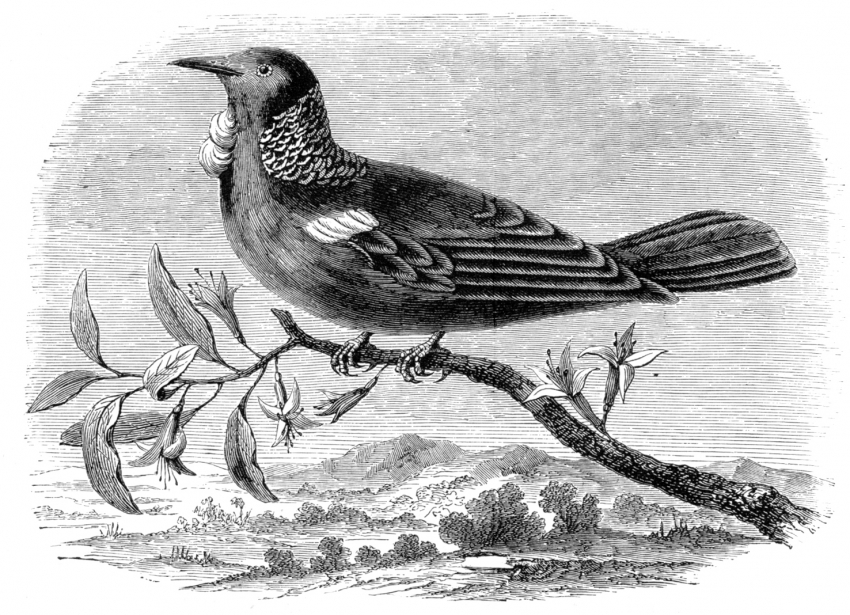 The Tui or Parson Bird of New Zealand - Classroom Clip Art