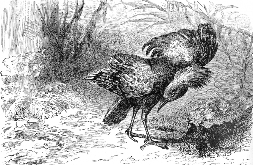 The Tui or Parson Bird of New Zealand - Classroom Clip Art