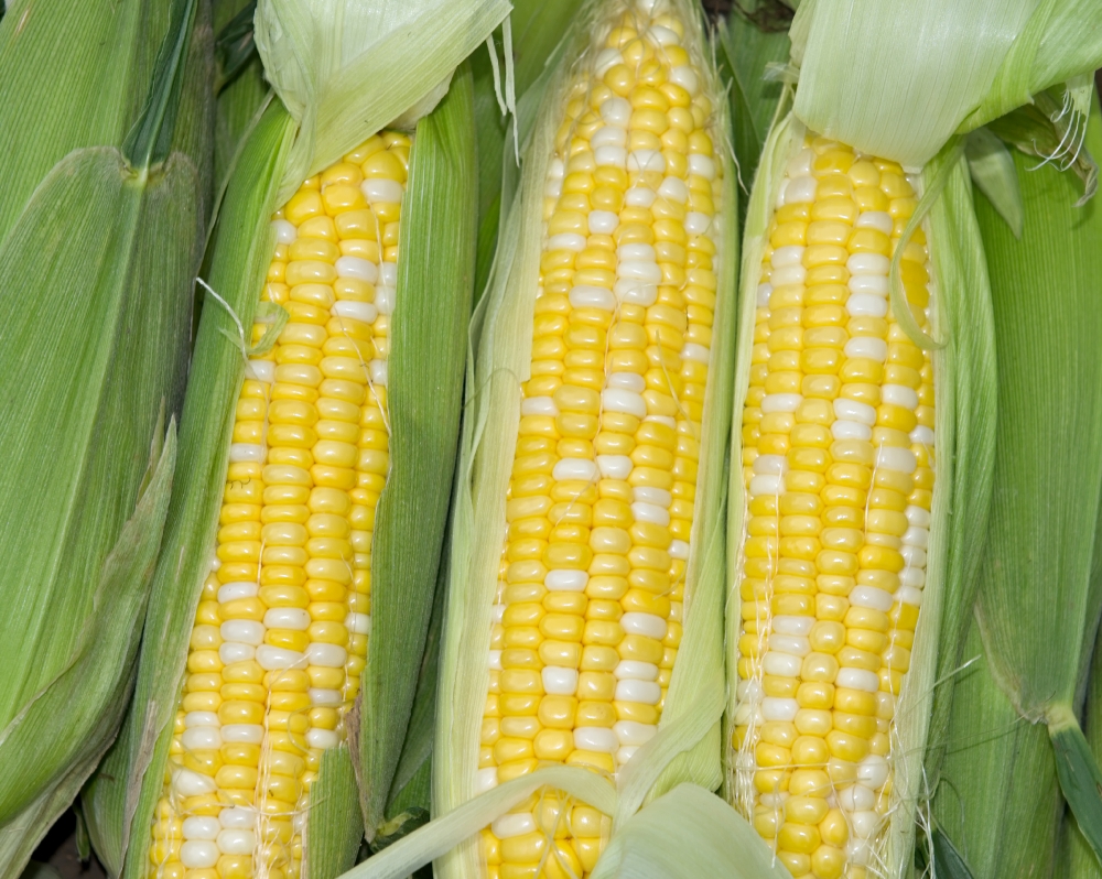 three freshly picked corn from farm 2631a - Classroom Clip Art