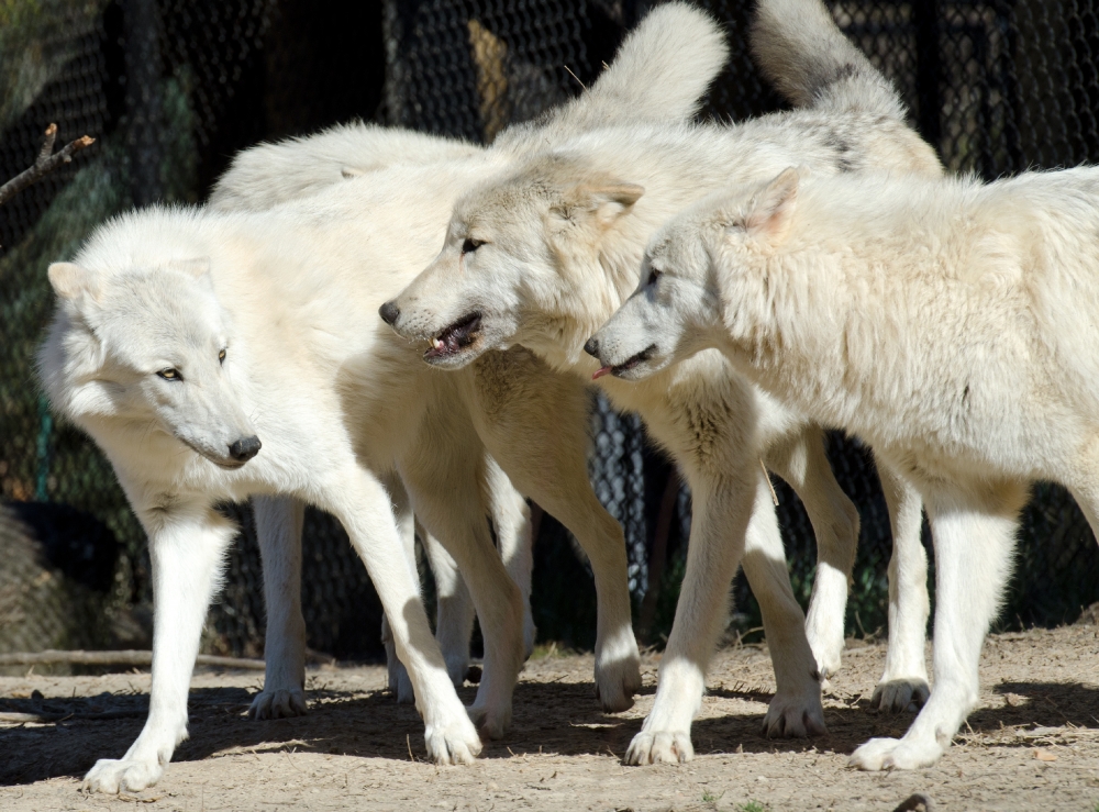 timber wolf 6567A - Classroom Clip Art