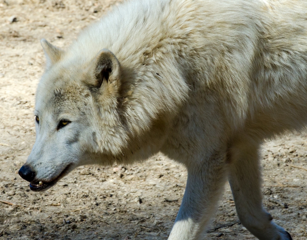 timber wolf 6576c - Classroom Clip Art