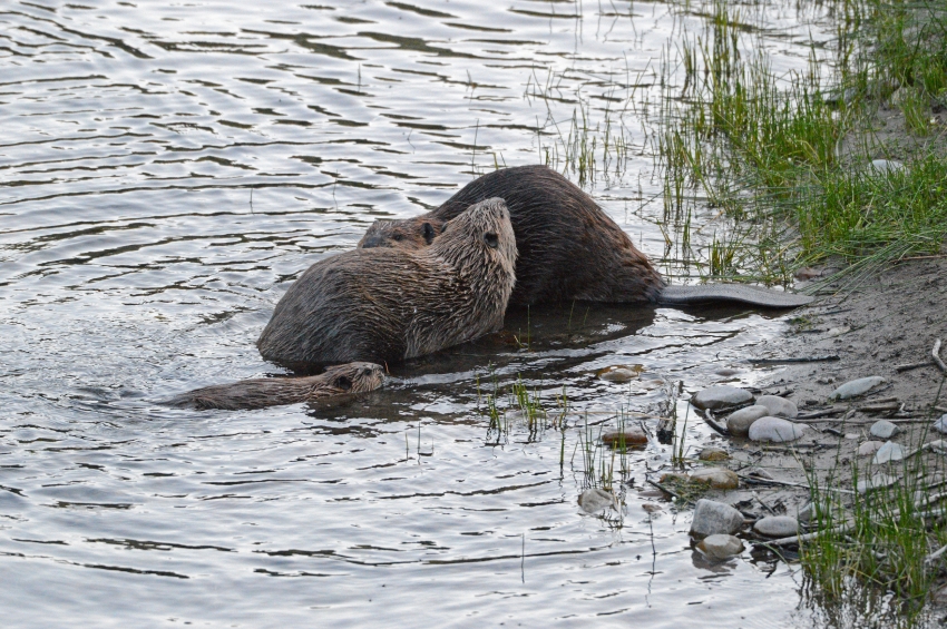 two beavers on shoreline on lake montana - Classroom Clip Art