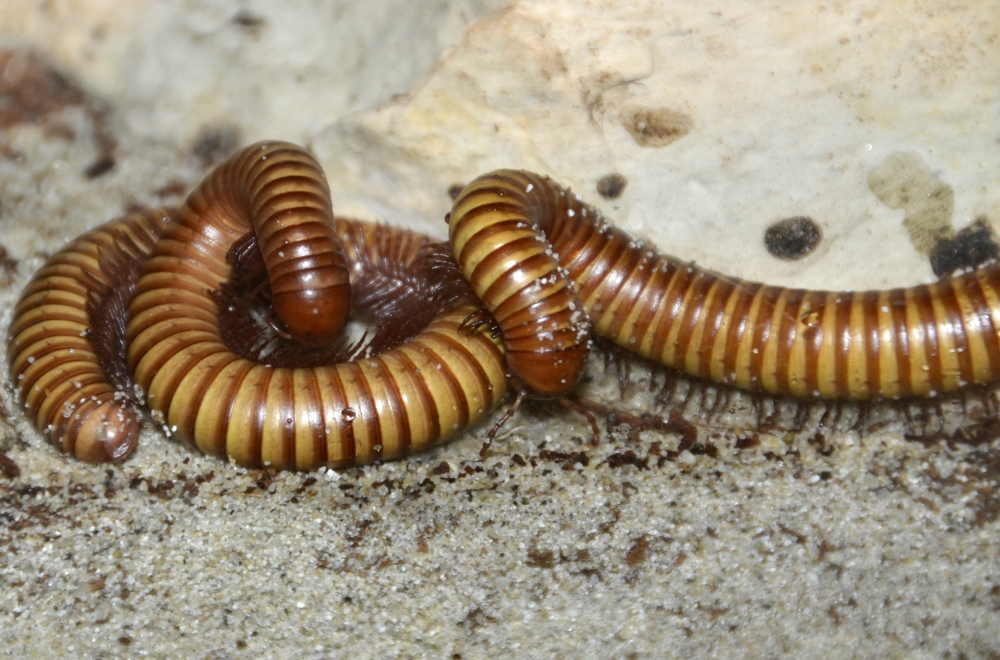 American giant millipede closeup side view - Classroom Clip Art