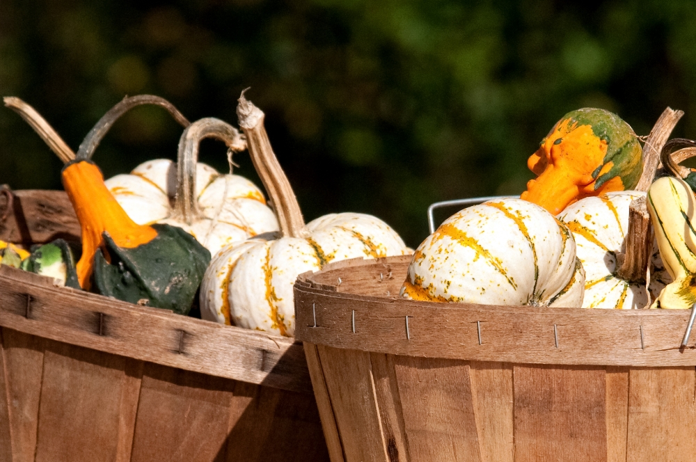 Fall - variety fall pumpkind gourds in basket