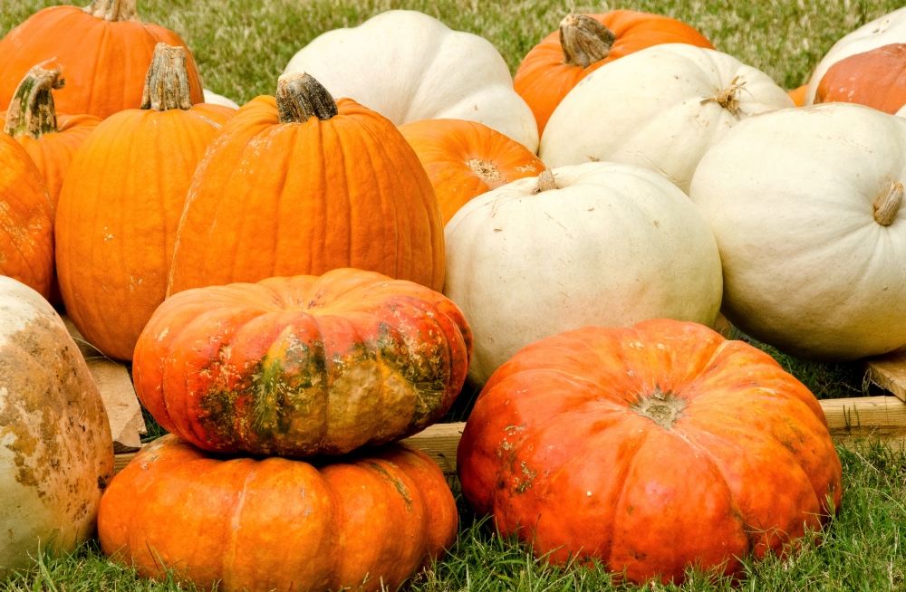 Fall-pumpkins near corn stalks
