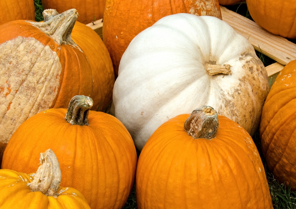 Side View Pumpkin - Classroom Clip Art