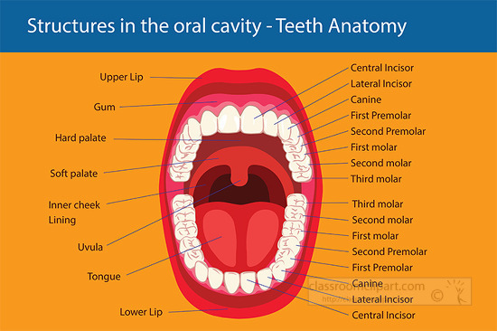 Anatomy Clipart-anatomy of teeth oral cavity labeled clipart