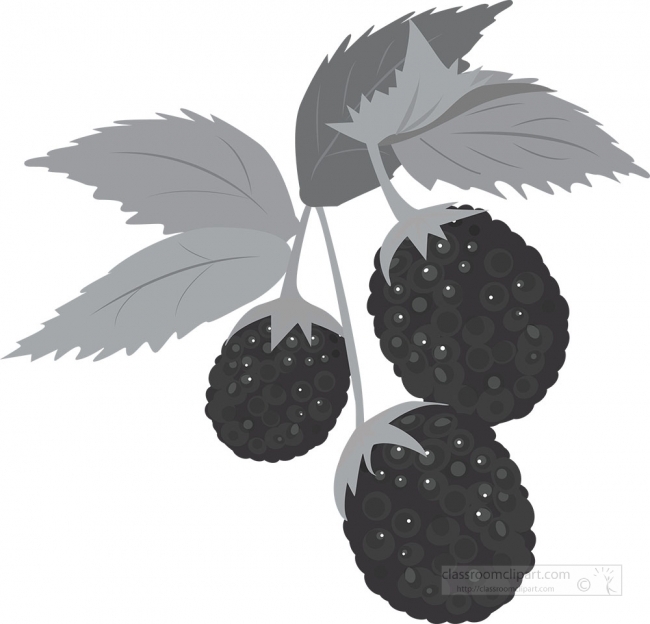 blackberry plant fruit with stem and leaf vector gray color clip ...