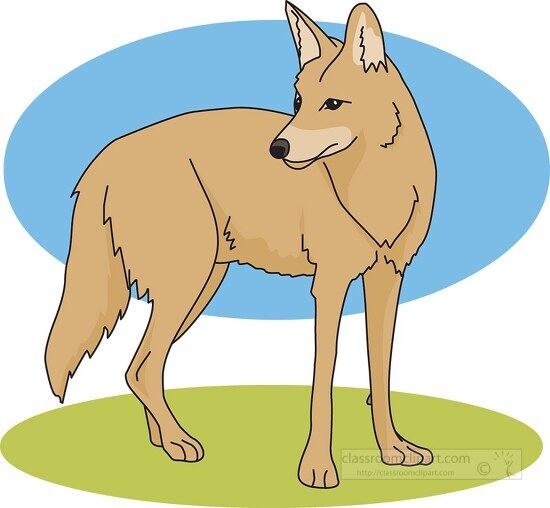 coyote standing on grass blue background clipart - Classroom Clip Art