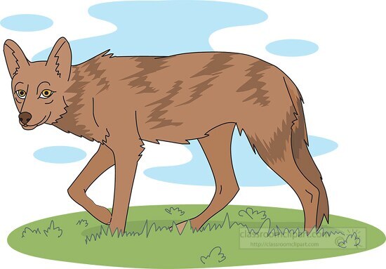 coyote walking in grassland blue background clipart - Classroom Clip Art