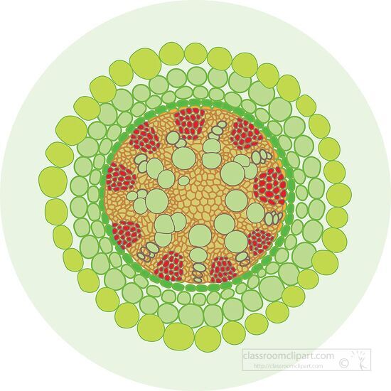 cross section vascular root sylem phloem - Classroom Clip Art