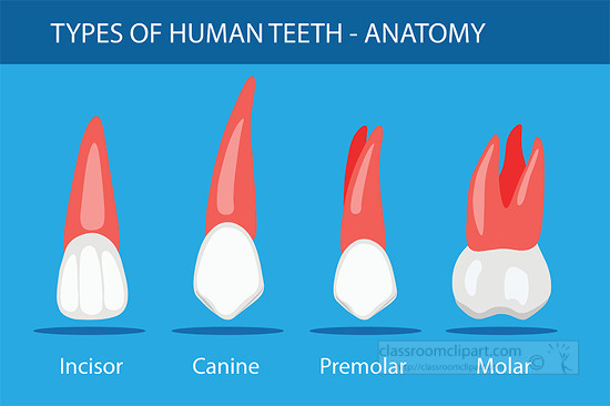Anatomy Clipart-different types of teeth human anatomy clipart