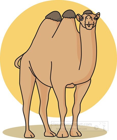 Free front view of two humped bactrian camel black outline - Classroom ...