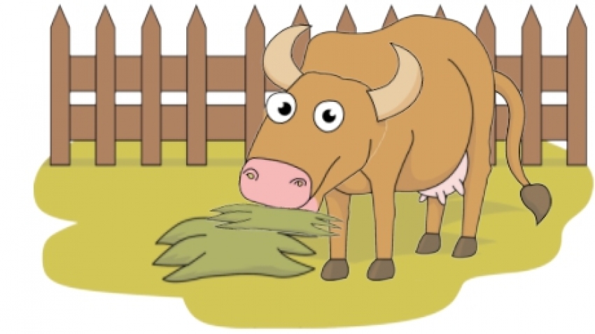 funny looking cow on farm eating hay animated clipart - Classroom Clip Art