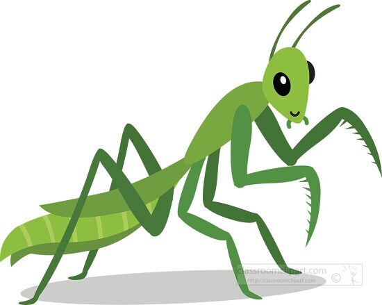 green praying Mantis large forearms for gripping pray Clipart ...