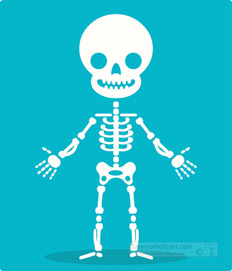 Anatomy Clipart-human anatony skeleton system cartoon style clip art