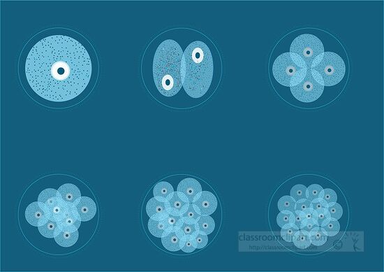 illustration of phases of cell division - Classroom Clip Art