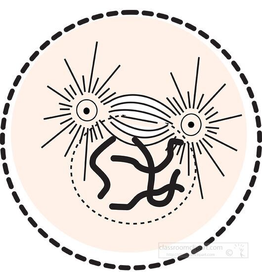 Science Clipart-mitosis cell division 3