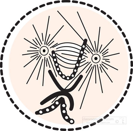 mitosis cell division 4 - Classroom Clip Art