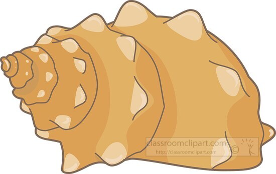 side view top view of sea shells clipart illustration - Classroom Clipart