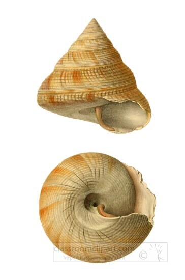 side view top view of sea shells clipart illustration - Classroom Clipart