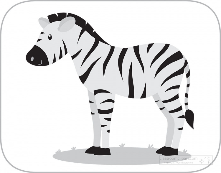 standing gray zebra with black strips pink ears gray color clipa ...